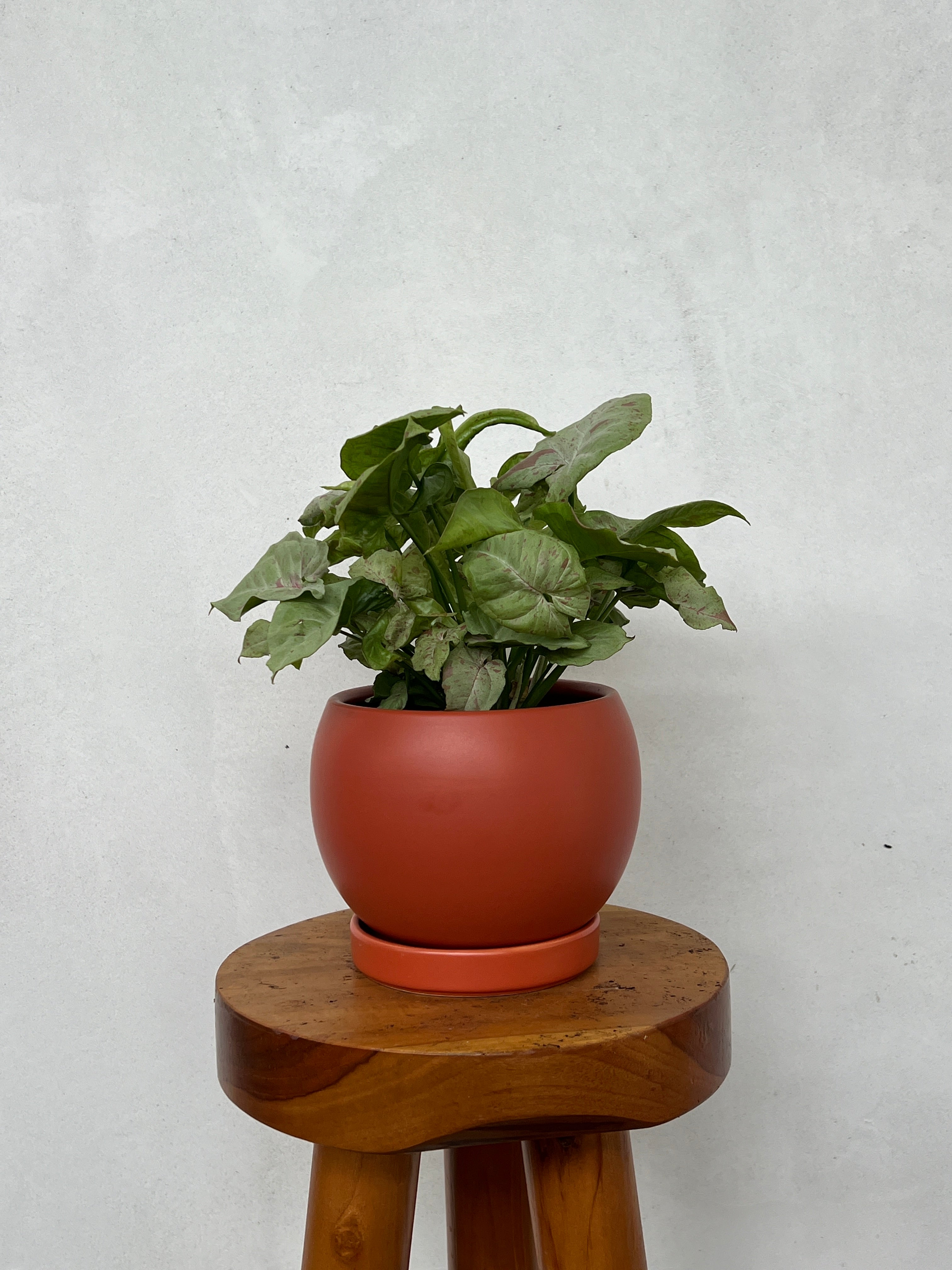 Orange Round Planter – PlantVault