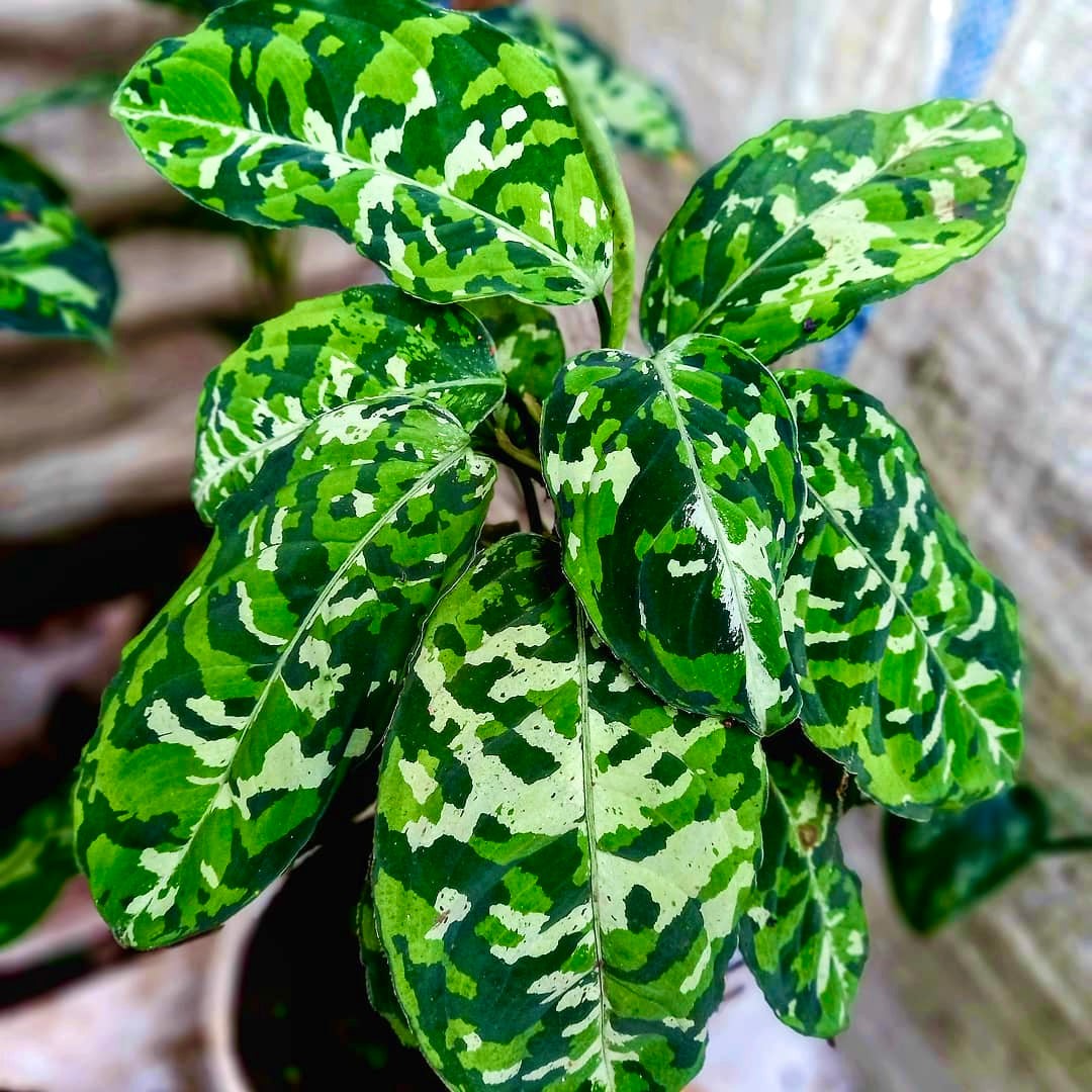 Aglaonema Pictum Tricolor: Care Guide for this Rare Camouflage Plant