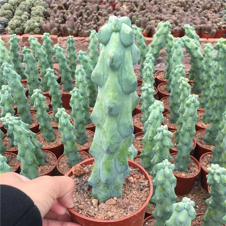 Boobie Cactus Care (Myrtillocactus Geometrizans Fukurokuryuzinboku ...