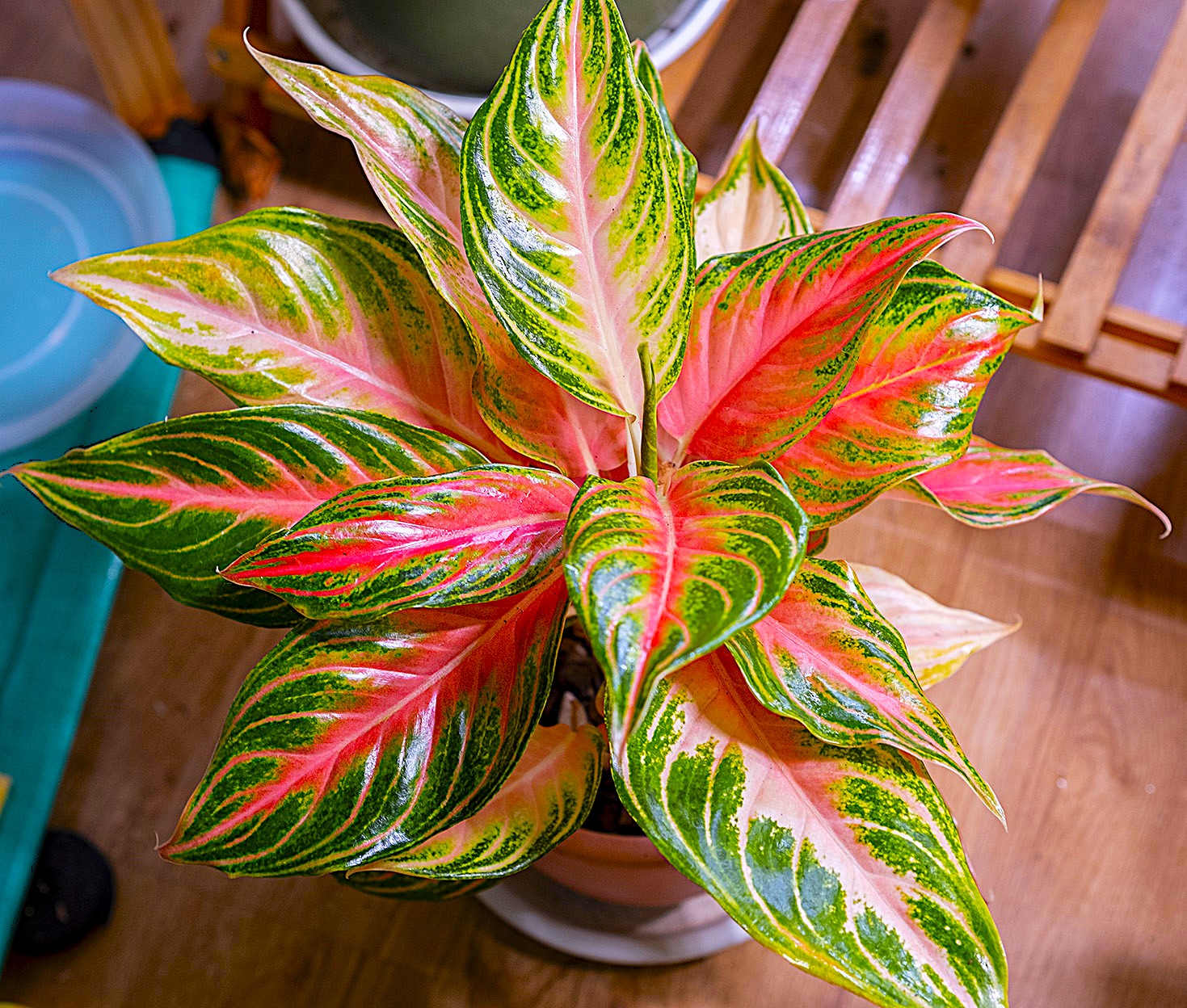 Care Guide for Aglaonema Pink Sunset Rare Houseplant