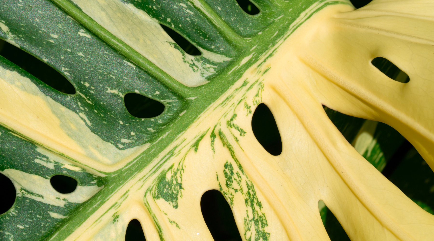 Are Monstera Thai Constellations hard to care for? – Plant Vault