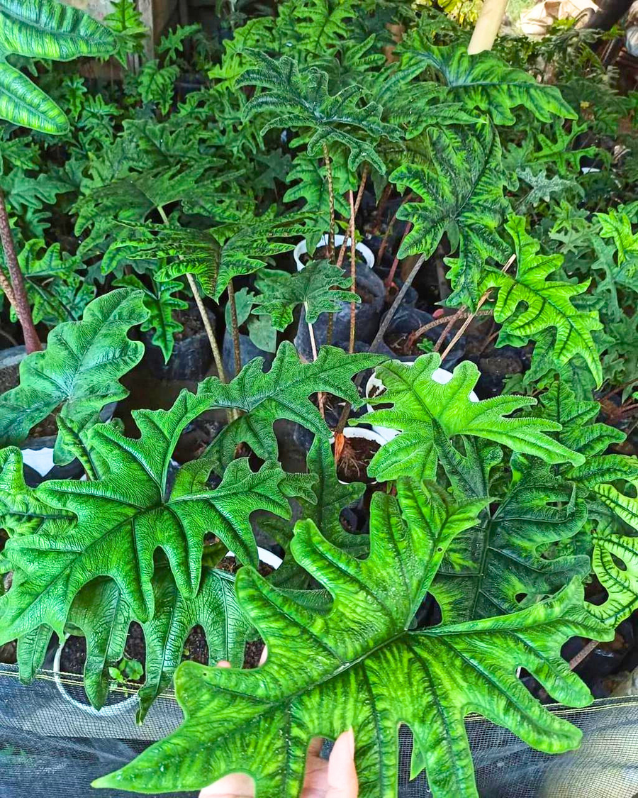 How to care for Alocasia Jacklyn – Plant Vault