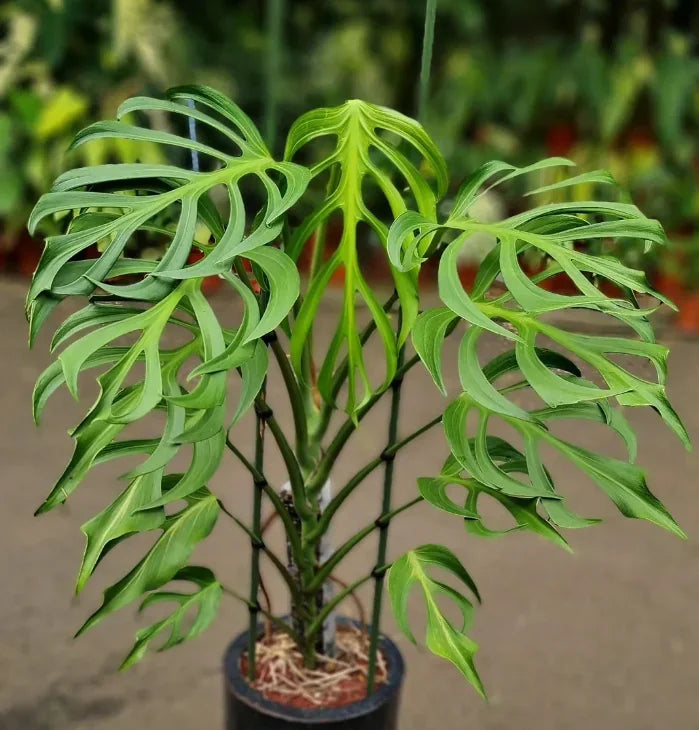 Top 7 Rare Monstera Houseplants – Plant Vault