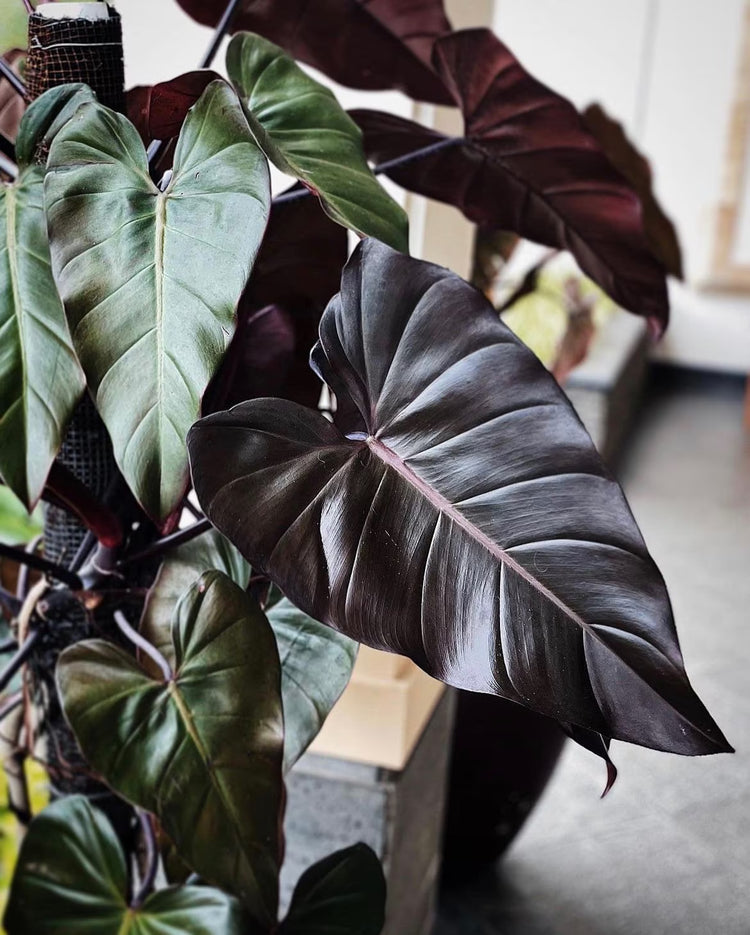 Philodendron Dark Lord Care Guide – Plant Vault