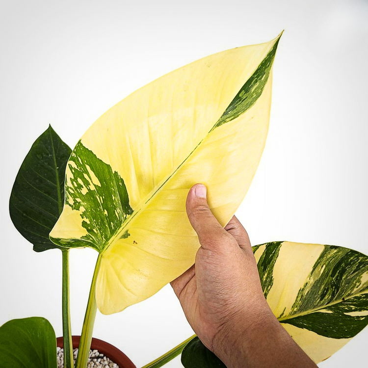 How to Care for Philodendron Green Congo Nuclear – Plant Vault