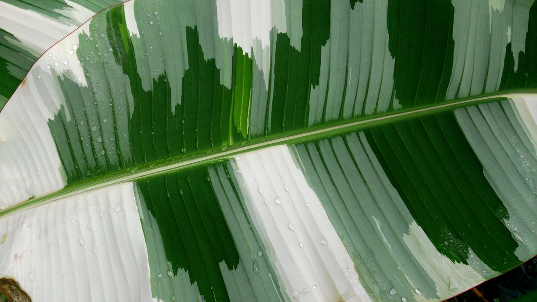 Variegated Banana Musa x Paradisiaca 'Ae Ae' Plant Care Guide
