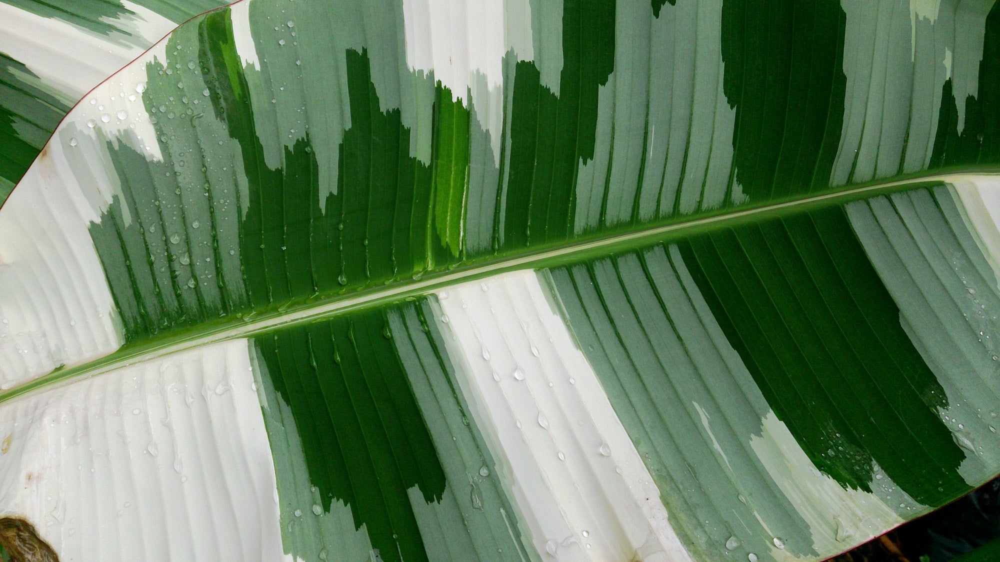 Variegated Banana Musa x Paradisiaca 'Ae Ae' Plant Care Guide