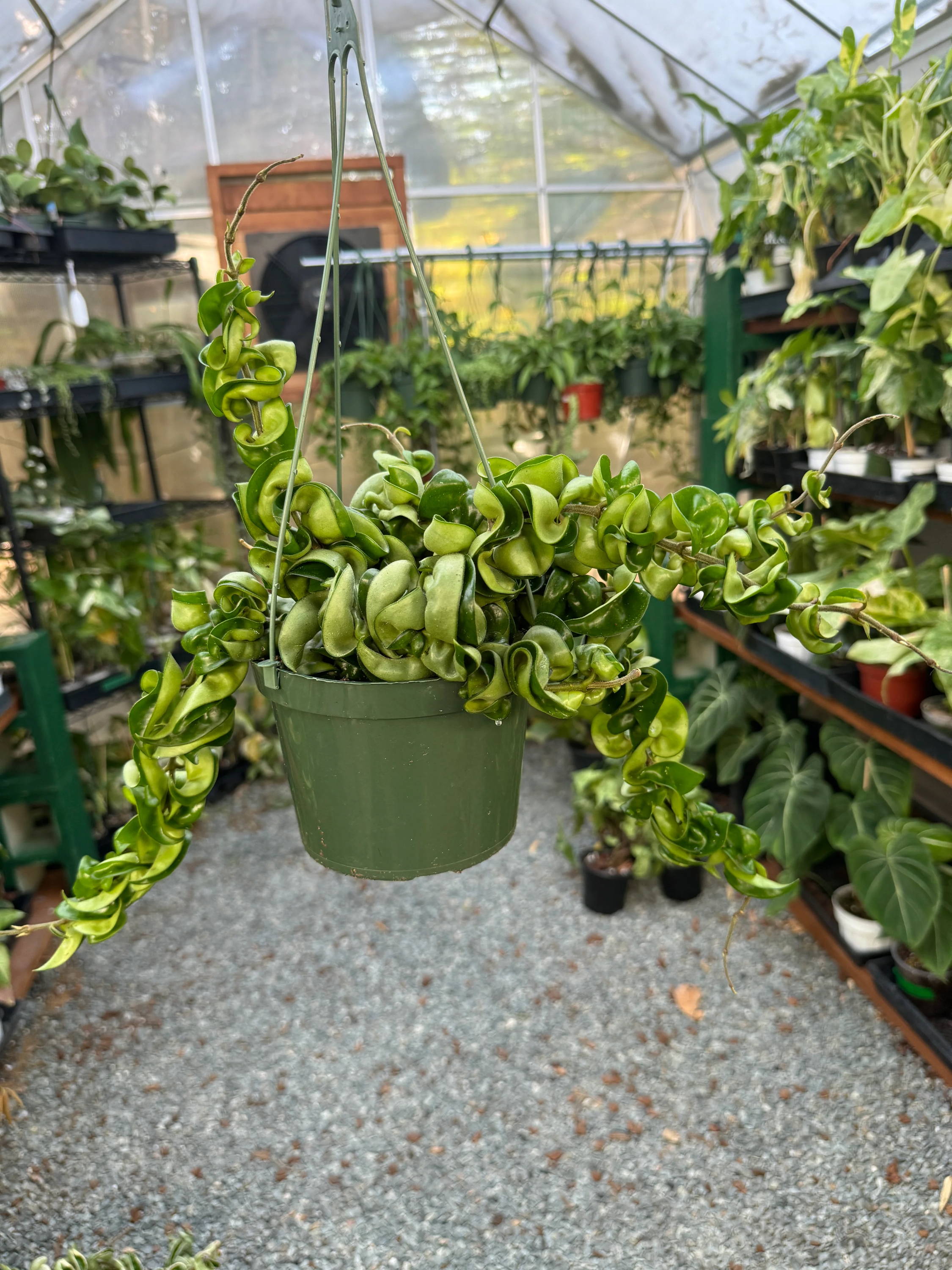 How to Care and Grow Hoya Hindu Rope – Plant Vault