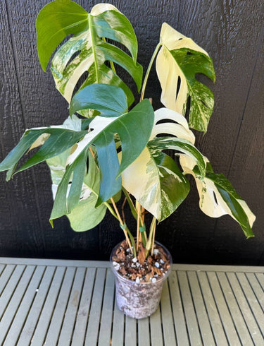 How to Grow & Care For Your Rare Pink Princess Marble Galaxy