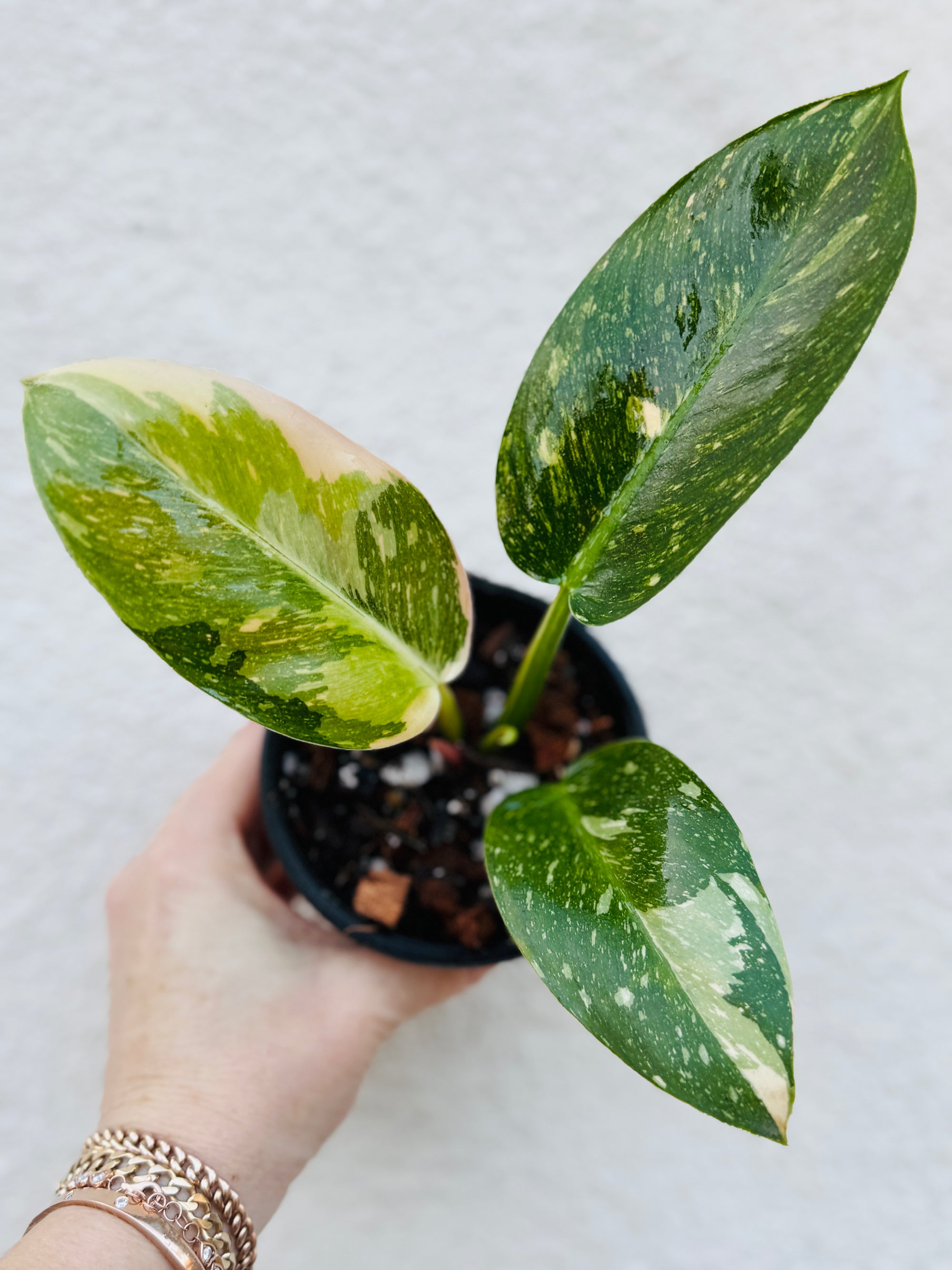 Variegated Green Congo Nuclear Philodendron - Rare