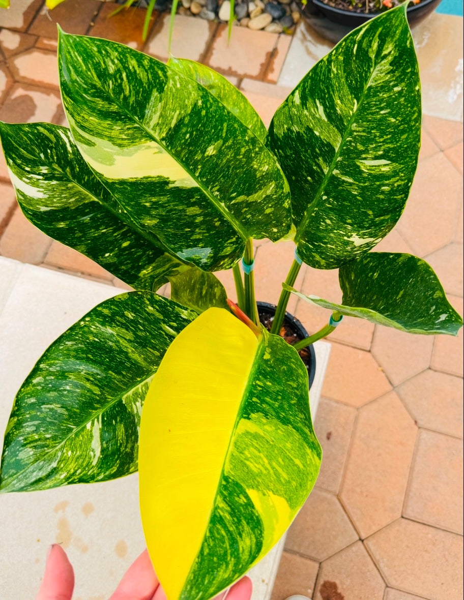 Variegated Green Congo Nuclear Philodendron - Rare