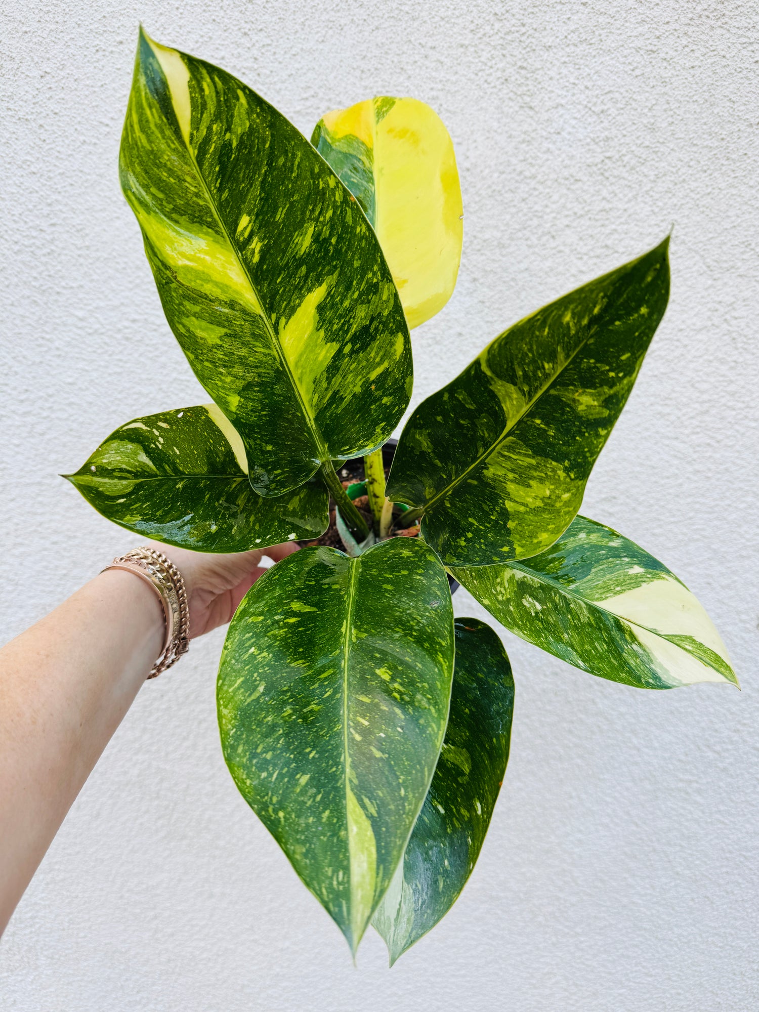 Variegated Green Congo Nuclear Philodendron - Rare