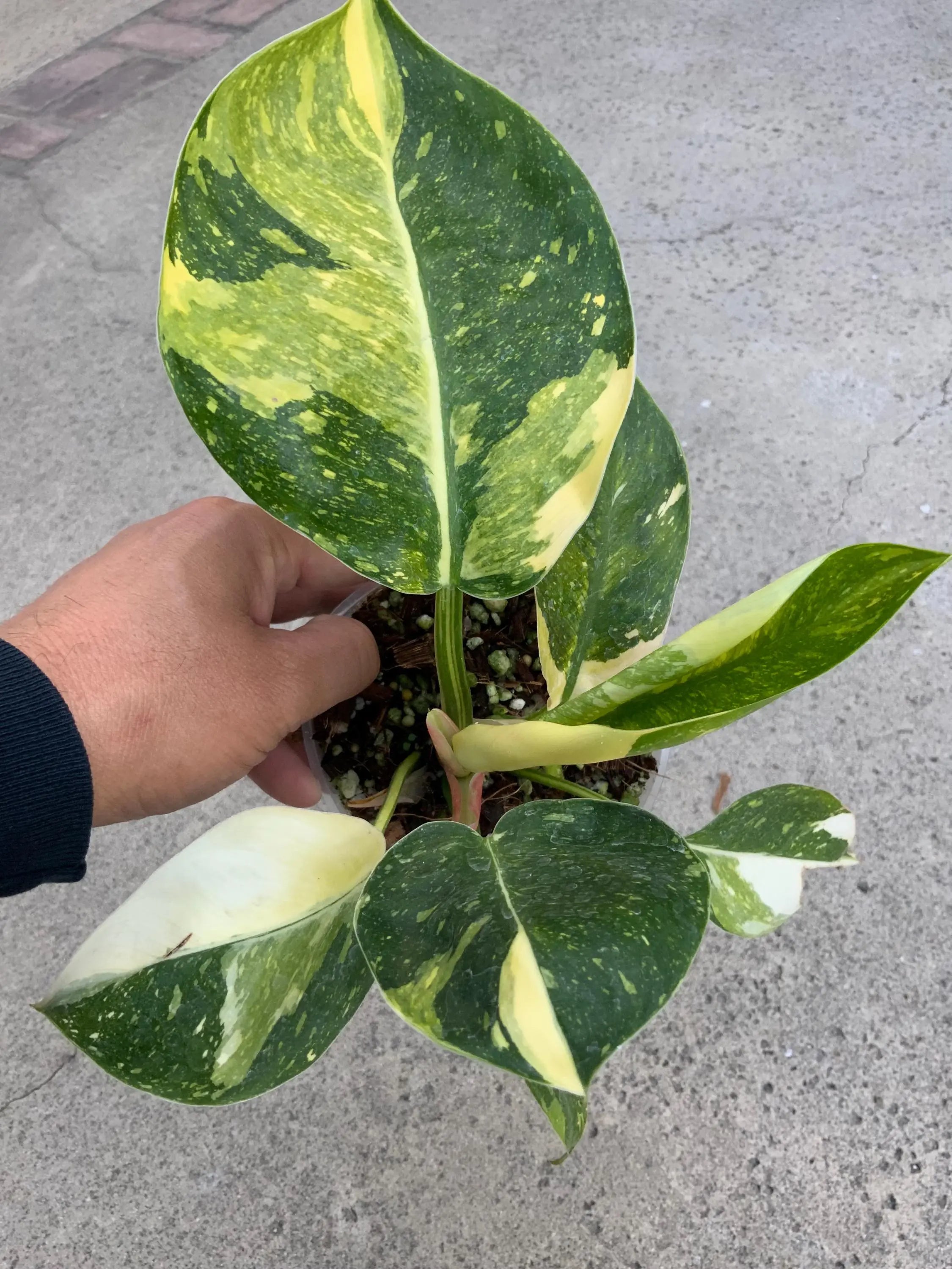Variegated Green Congo Nuclear Philodendron - Rare