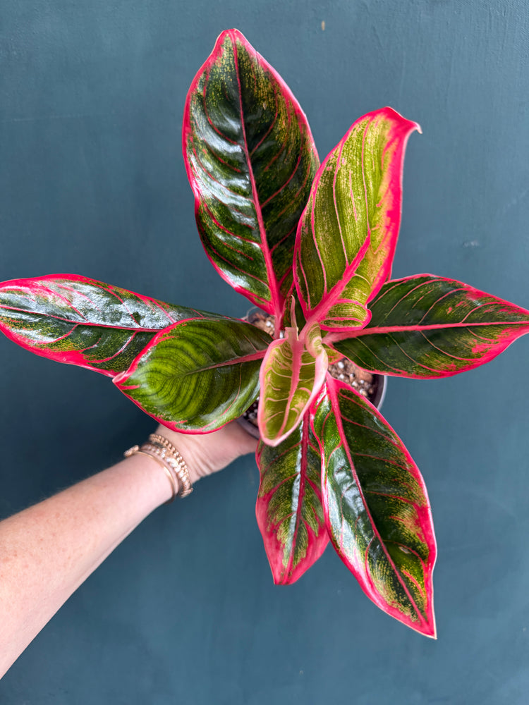 Plant Vault | The Exotic & Rare Plant Shop