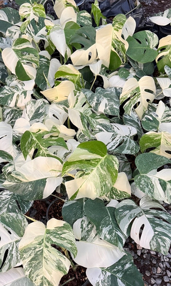 Monstera Light Needs: How many LUX – Plant Vault