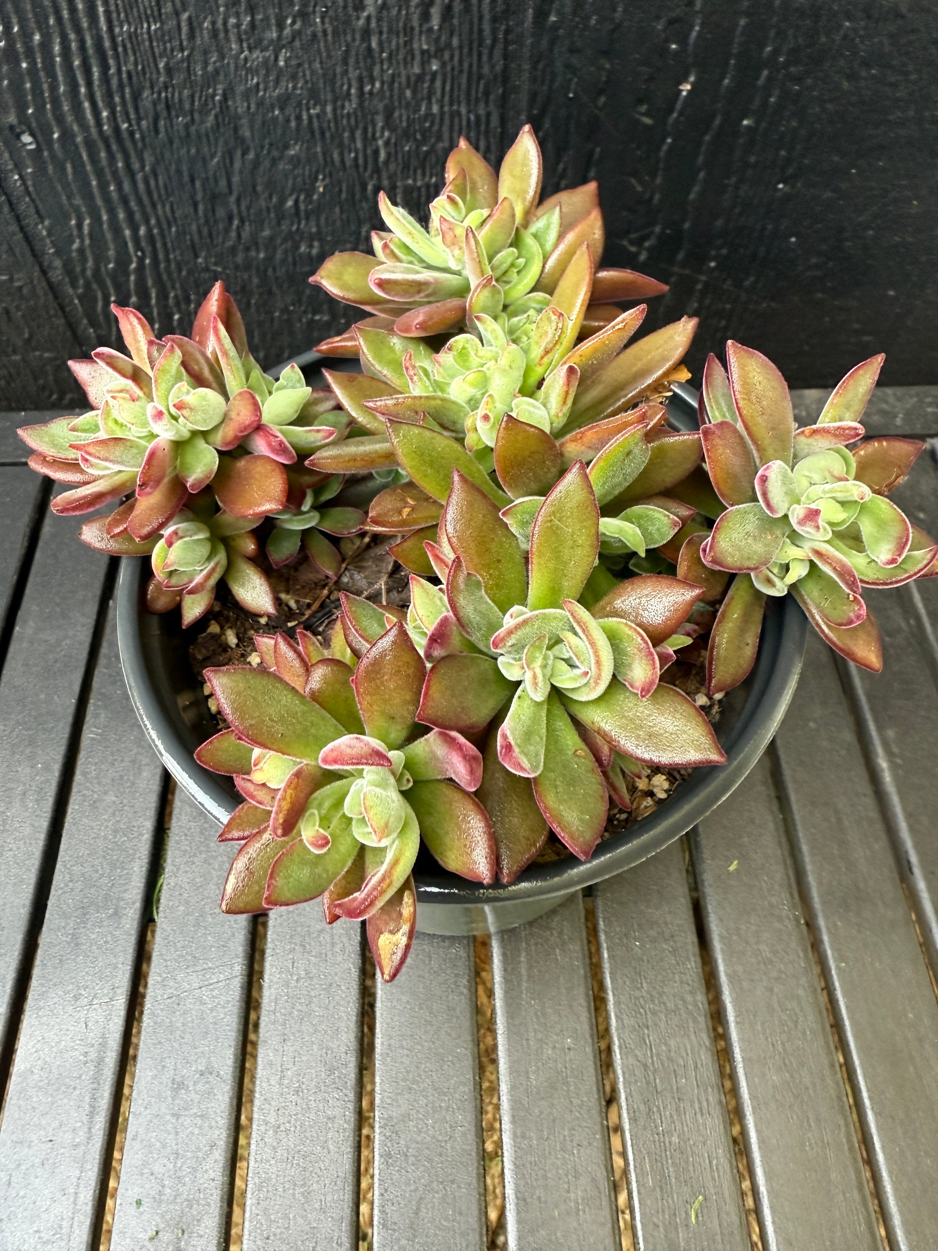 Ruby Slippers Succulent – Plant Vault