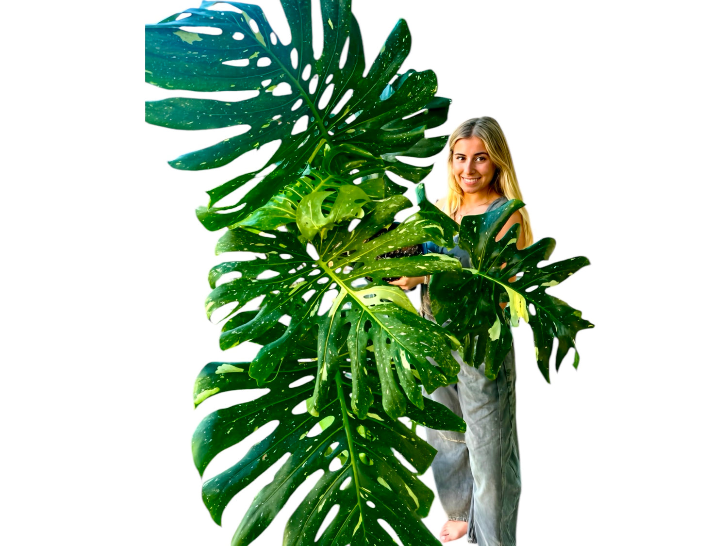 Plant Vault | The Exotic & Rare Plant Shop