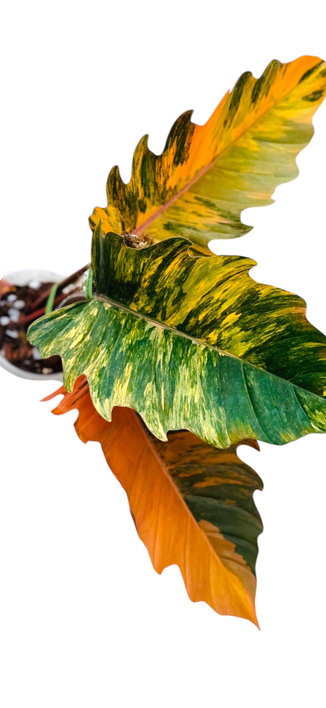 Plant Vault | The Exotic & Rare Plant Shop