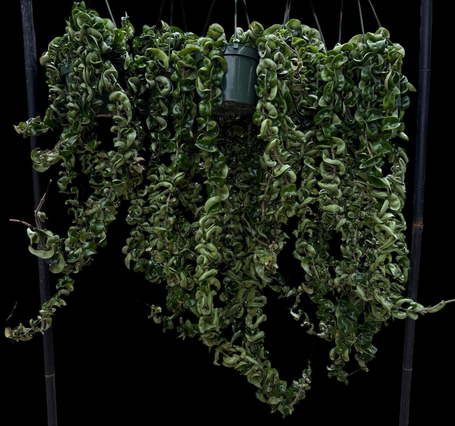 Plant Vault | The Exotic & Rare Plant Shop
