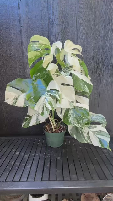 Variegated Monstera Albo - Rare Variegation | Plant Vault