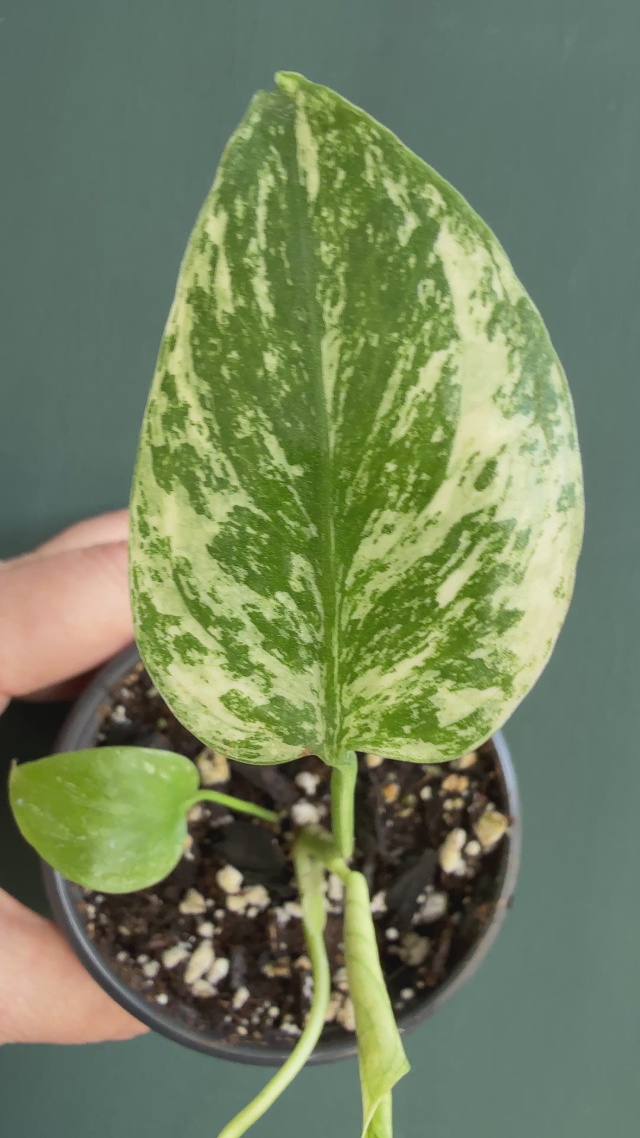 Monstera Mint Variegated (Large Rare Plant!) – Plant Vault