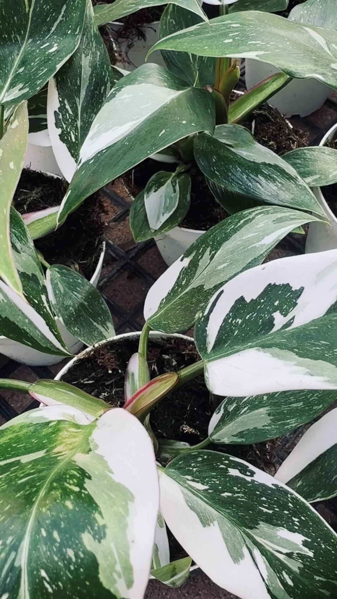 Marble White Princess Philodendron