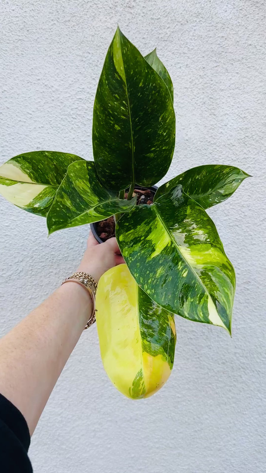 Variegated Green Congo Nuclear Philodendron - Rare – Plant Vault