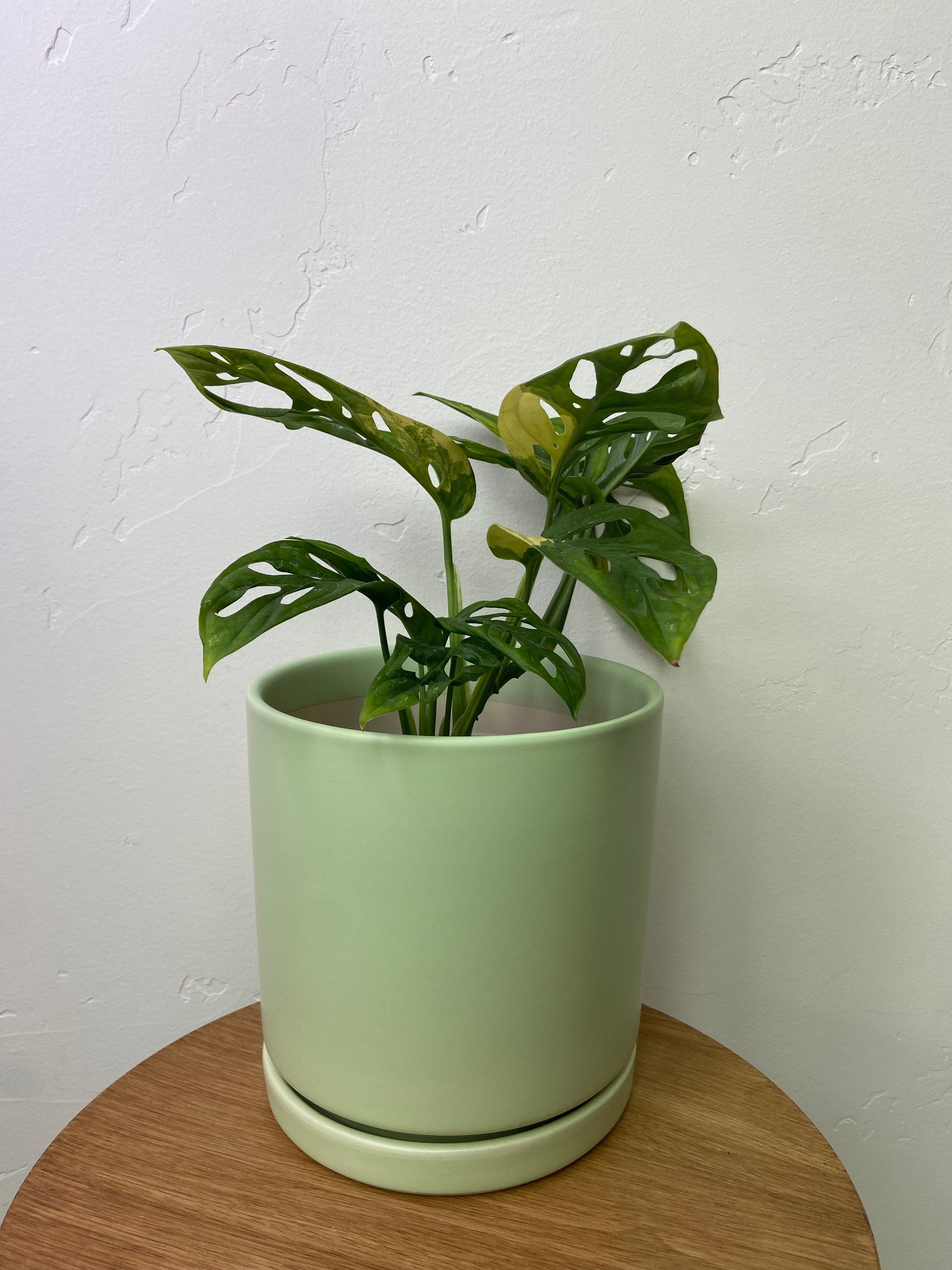 Colorful 6 Inch Ceramic Pot with Saucer – PlantVault