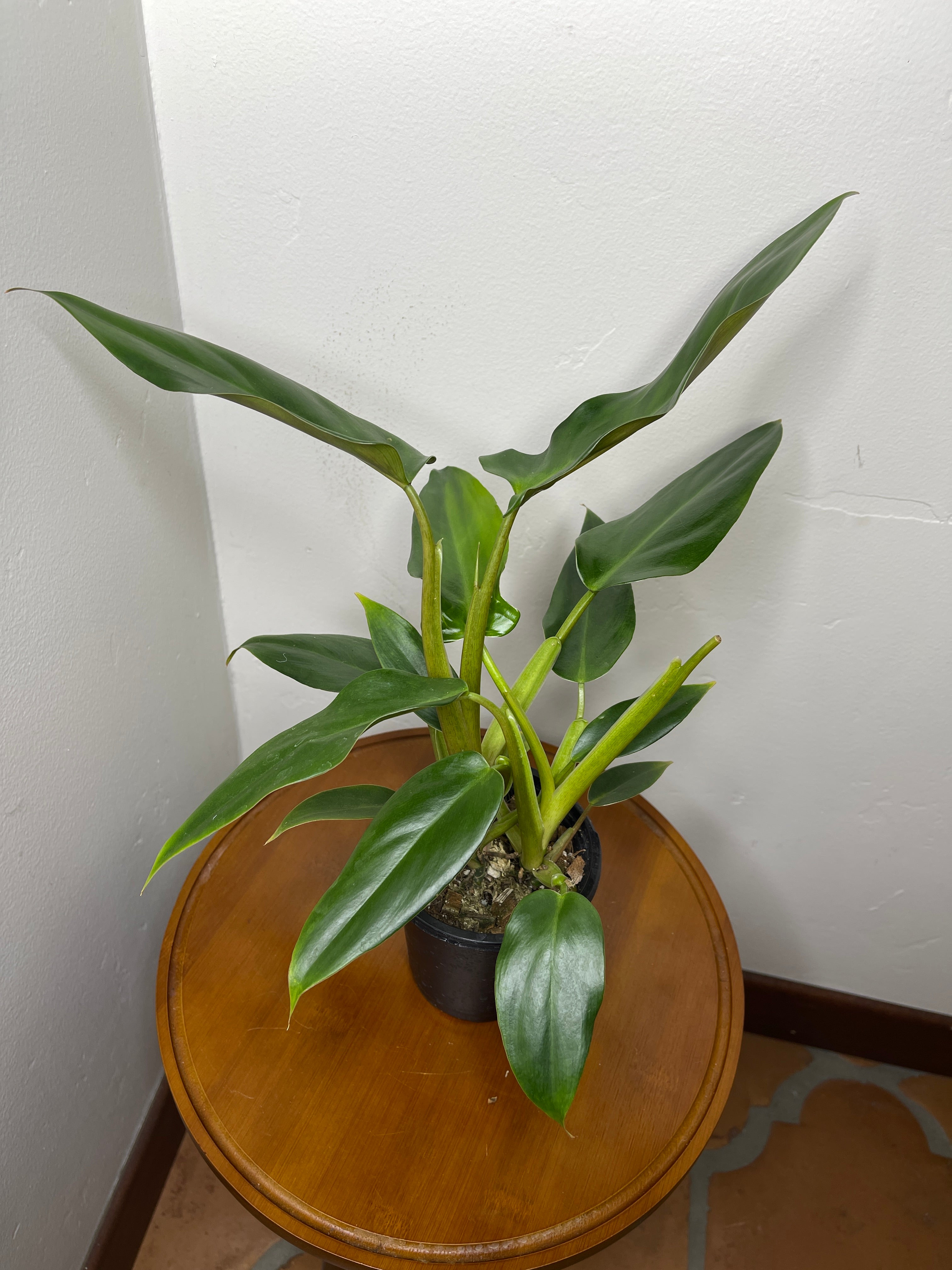 Philodendron Mexicanum 'Latisagittum' – PlantVault